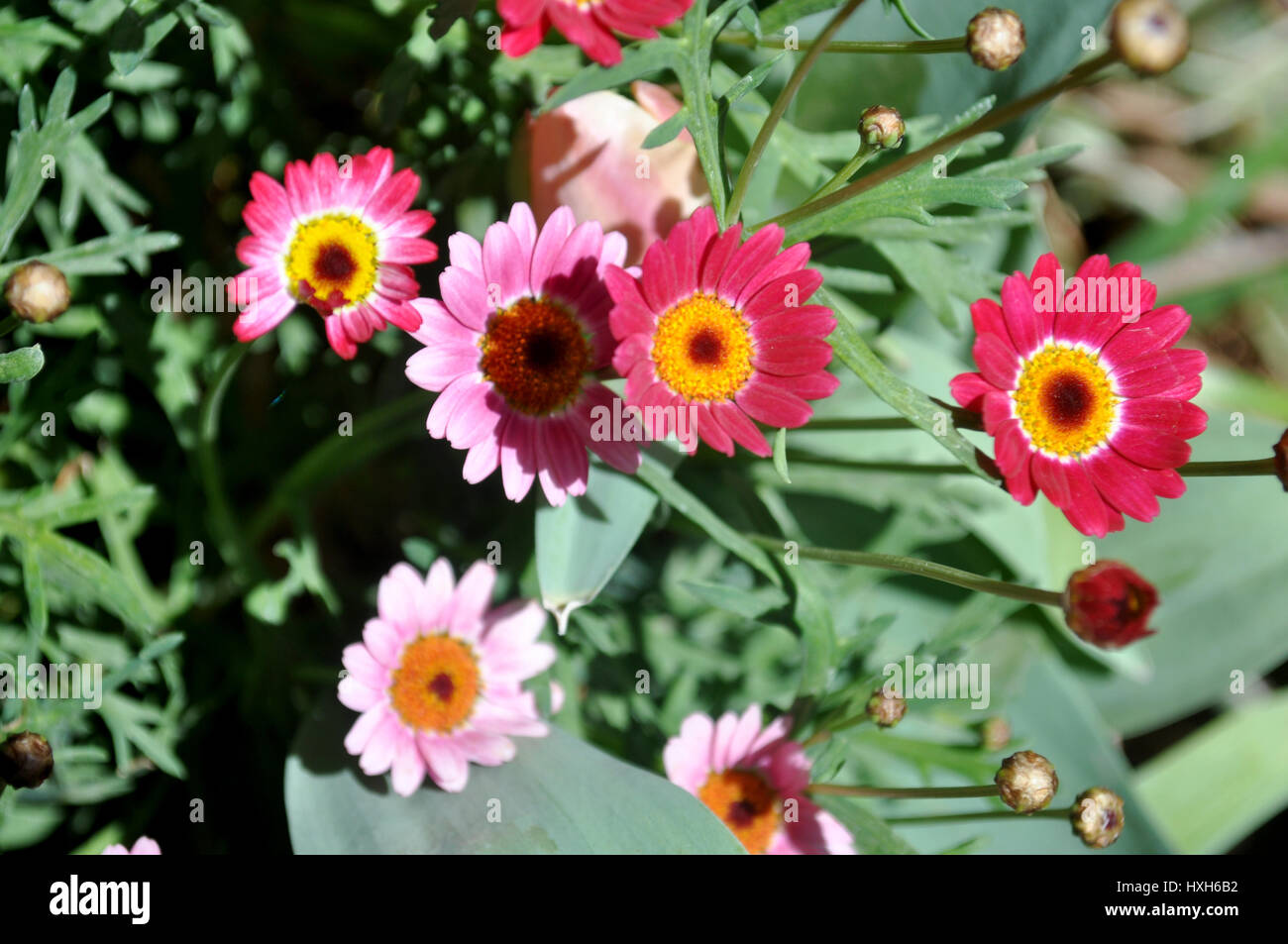 Flower farden hi-res stock photography and images - Alamy
