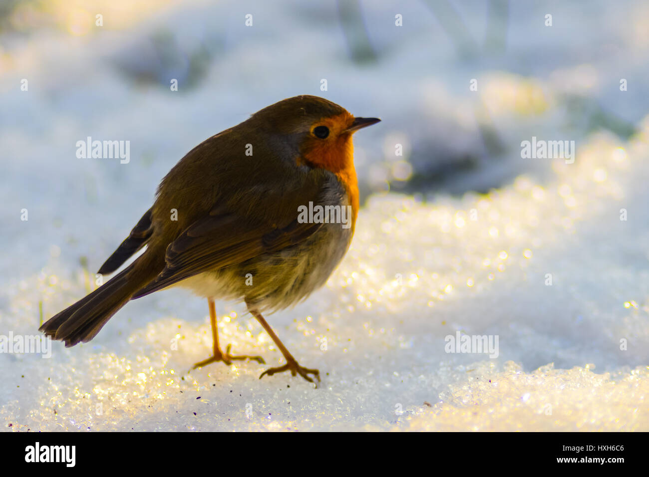 Robin feet hi-res stock photography and images - Alamy