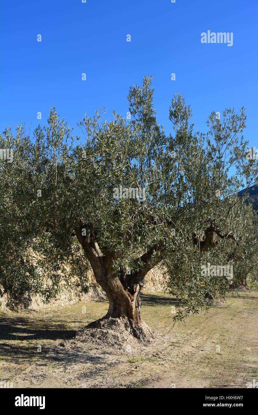 Terraces olive trees hi-res stock photography and images - Alamy