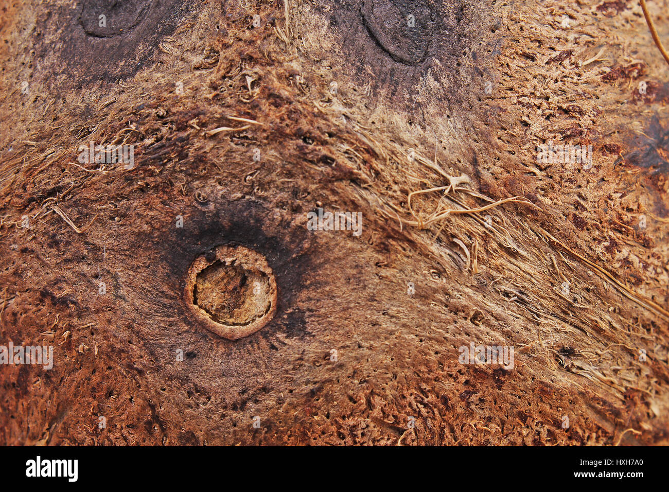 Coconut closeup close up. Coconut fibers Stock Photo - Alamy