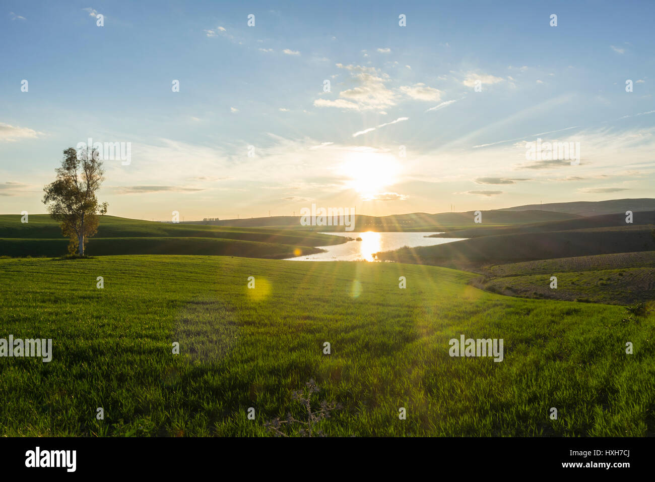 Lake landscape in green field, with one tree Stock Photo - Alamy