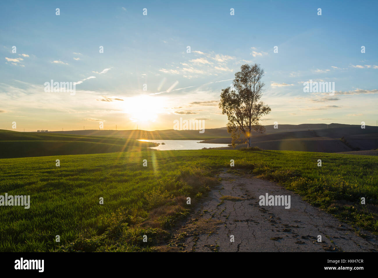 Lake landscape in green field, with one tree Stock Photo - Alamy