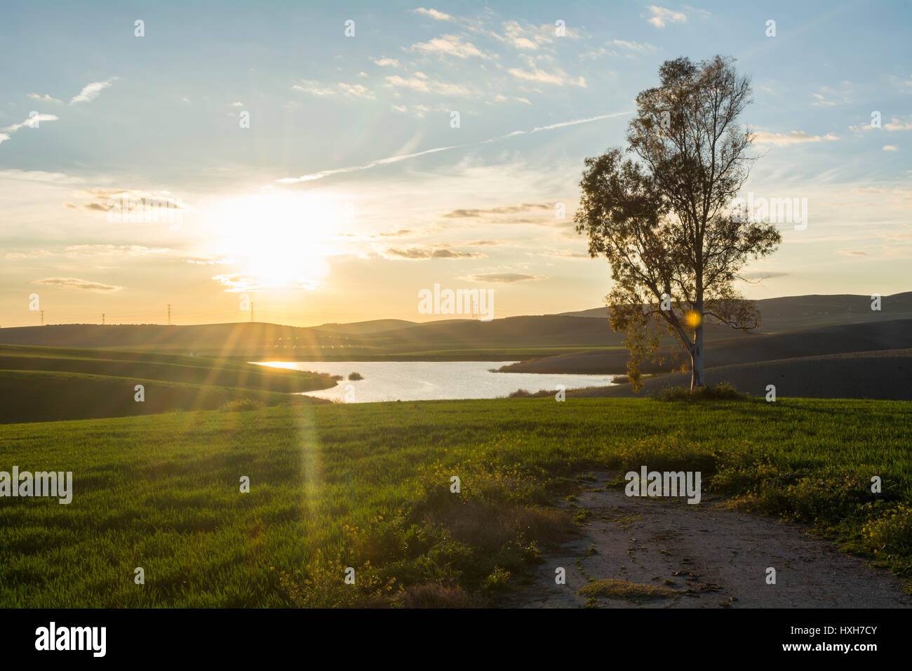 Lake landscape in green field, with one tree Stock Photo - Alamy
