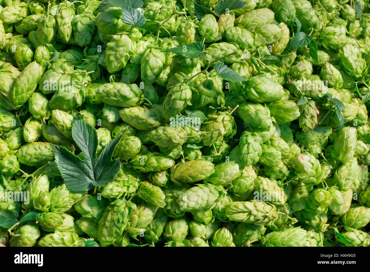hop cones raw material for beer production Stock Photo - Alamy