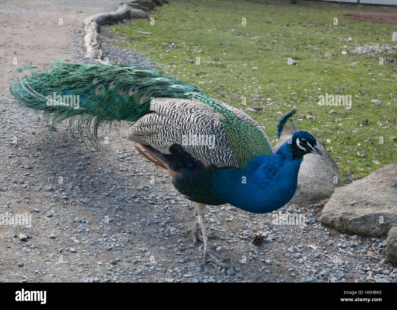 A single peacock Stock Photo - Alamy