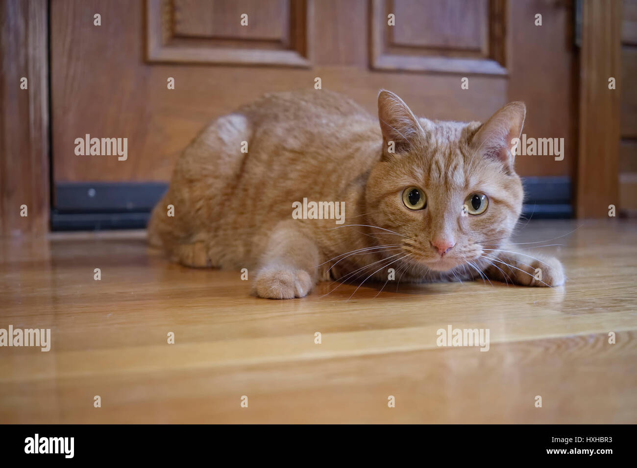 Alert cat hi-res stock photography and images - Alamy