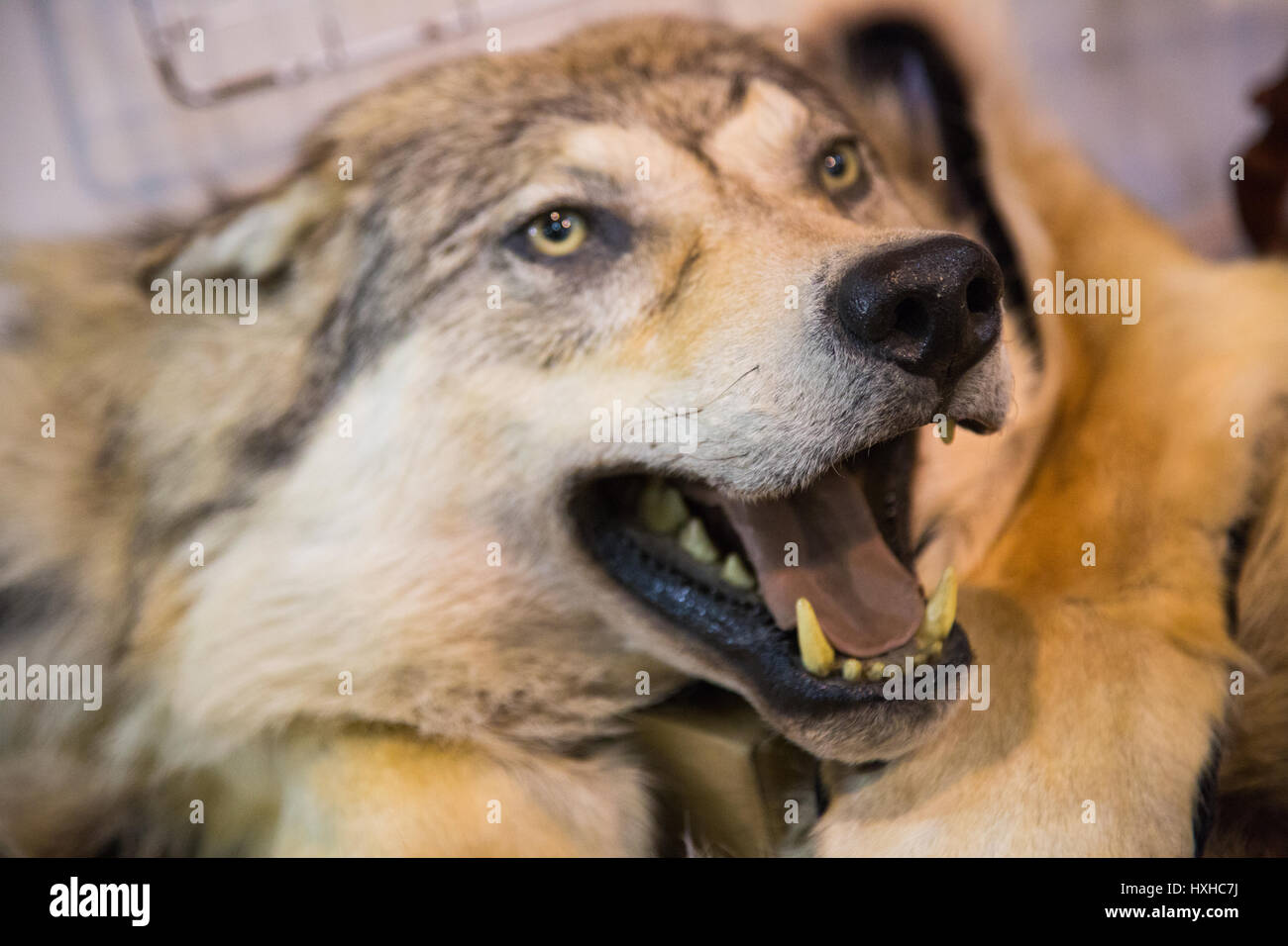 Gray wolf with open mouth Stock Photo - Alamy