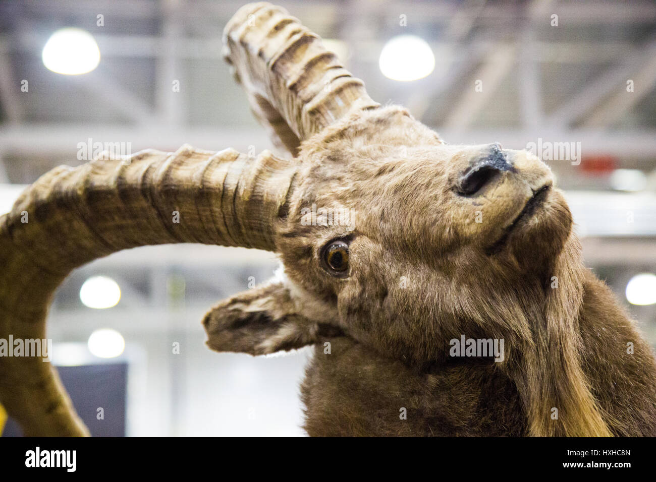 A goat with long horns Stock Photo - Alamy