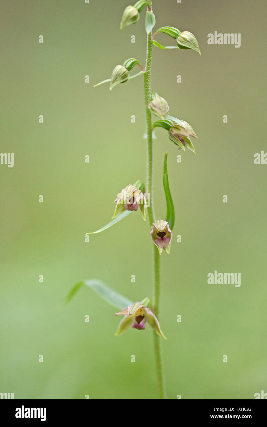 Broad-leaved helleborine (Epipactis helleborine) in bloom. Its nodding ...
