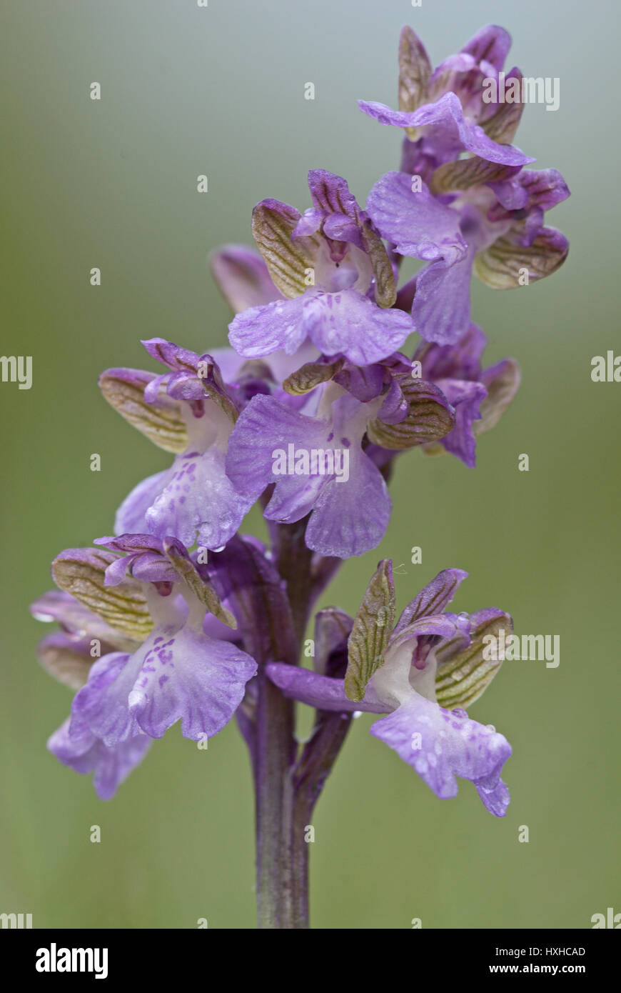 Green-winged orchid in bloom (Anacamptis morio) covered by hoar frost ...