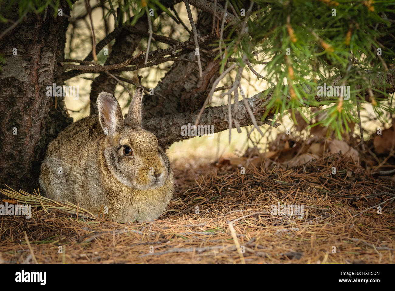 Rabbit next to a tree hi-res stock photography and images - Alamy