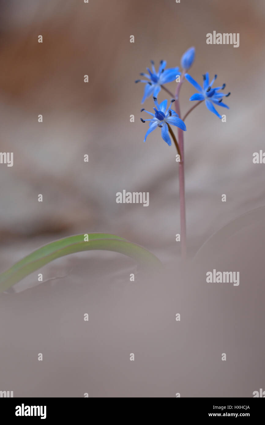 Scilla vindobonensis hi-res stock photography and images - Alamy