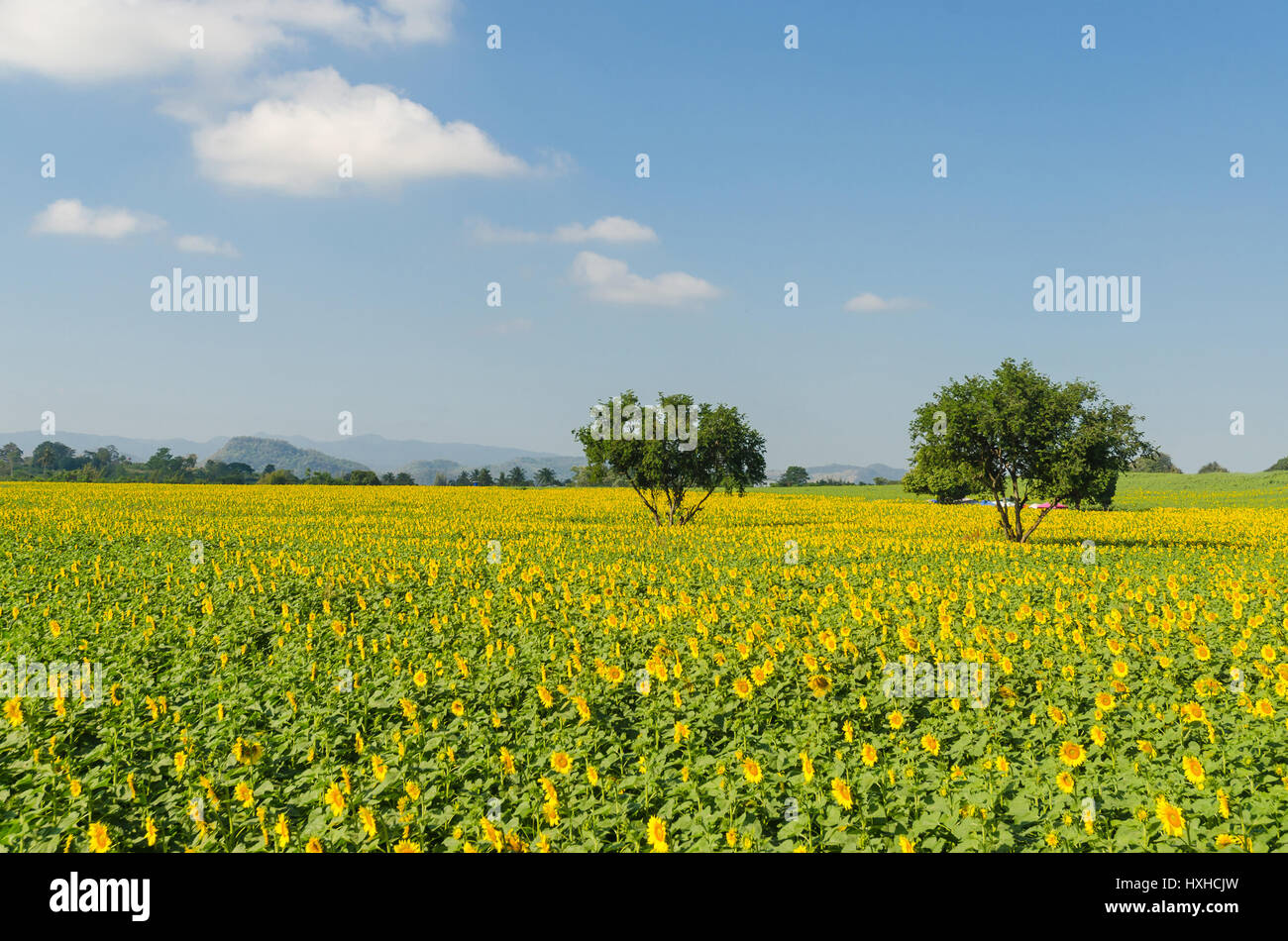 Sunflowers in morning summer field hi-res stock photography and images ...