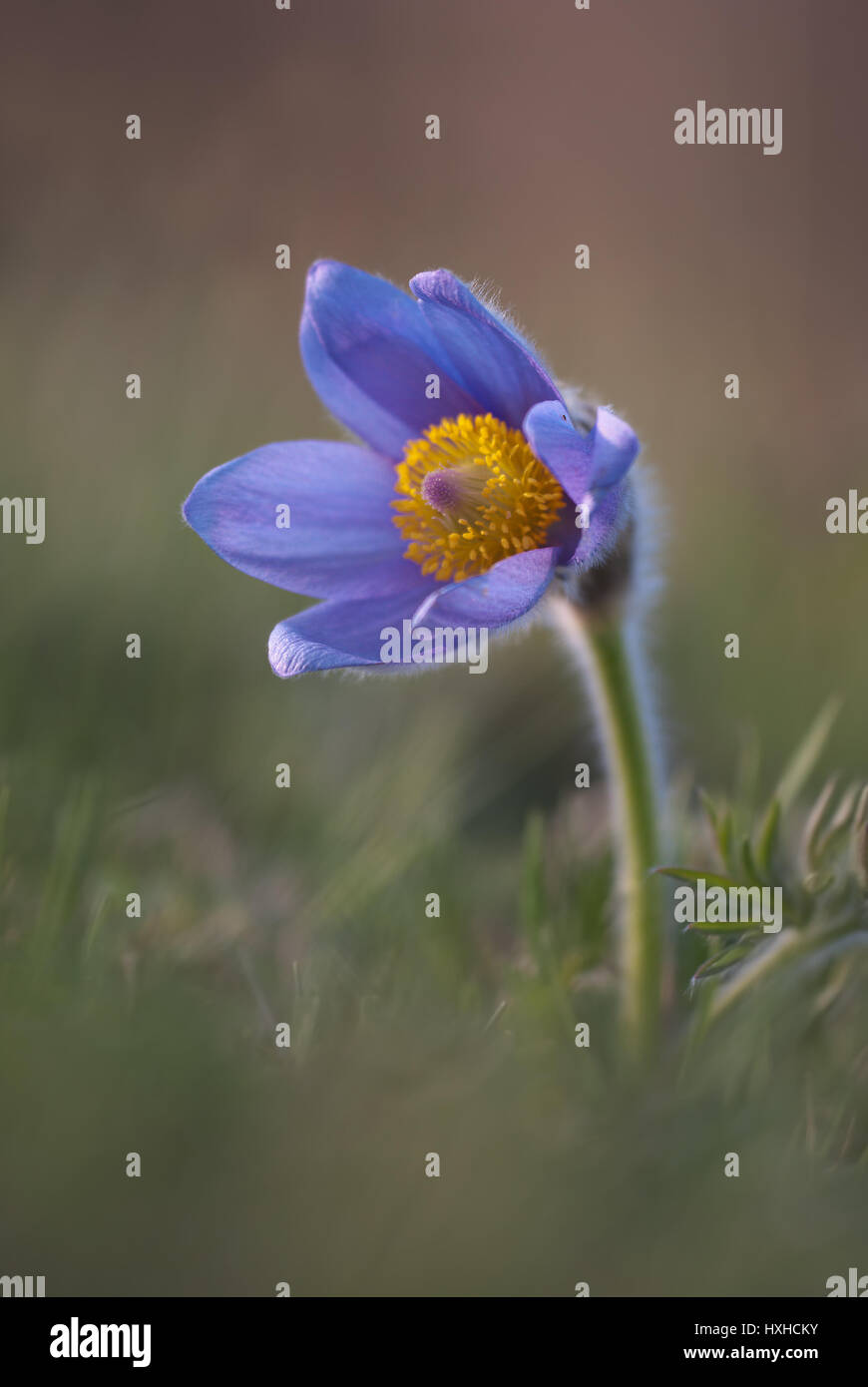 Greater pasque flower (Pulsatilla grandis), an early-spring flowering ...