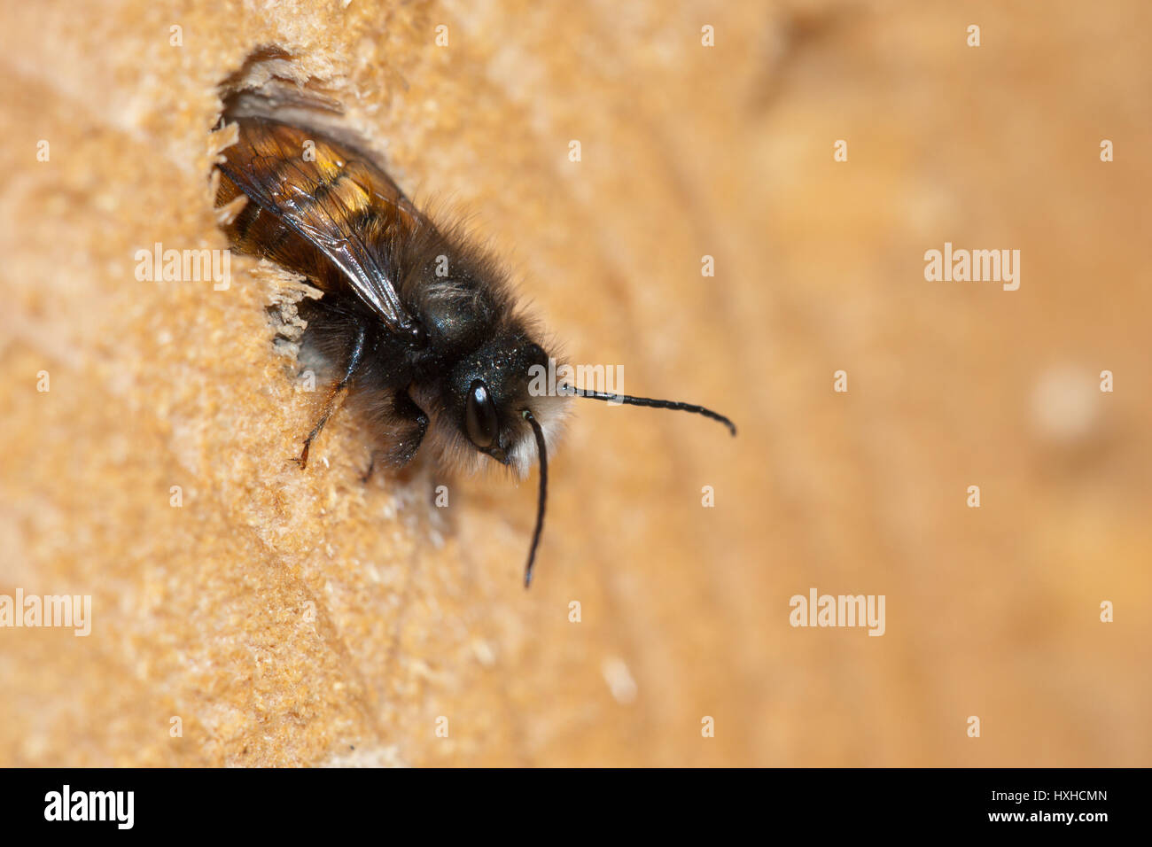 Male Mason bee (Osmia cornuta) ecloses out of its nesting hole in an ...