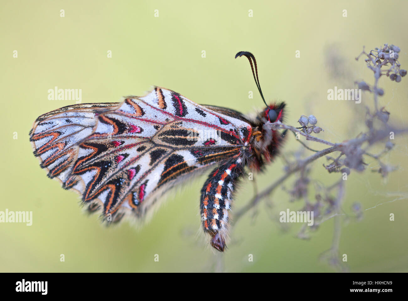 Blister beetle larvae hi-res stock photography and images - Alamy