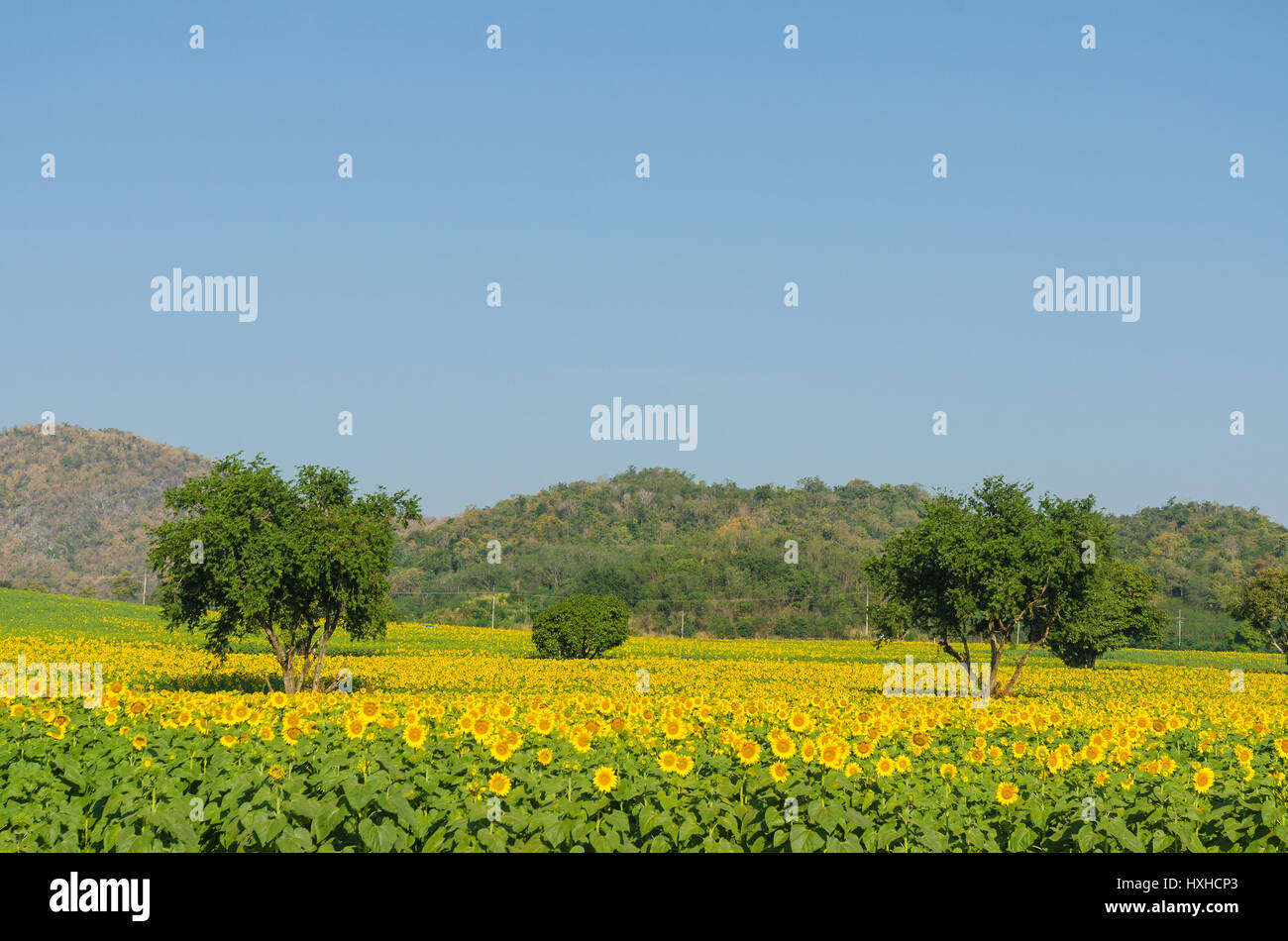 Landscape two sunflower field hi-res stock photography and images - Alamy