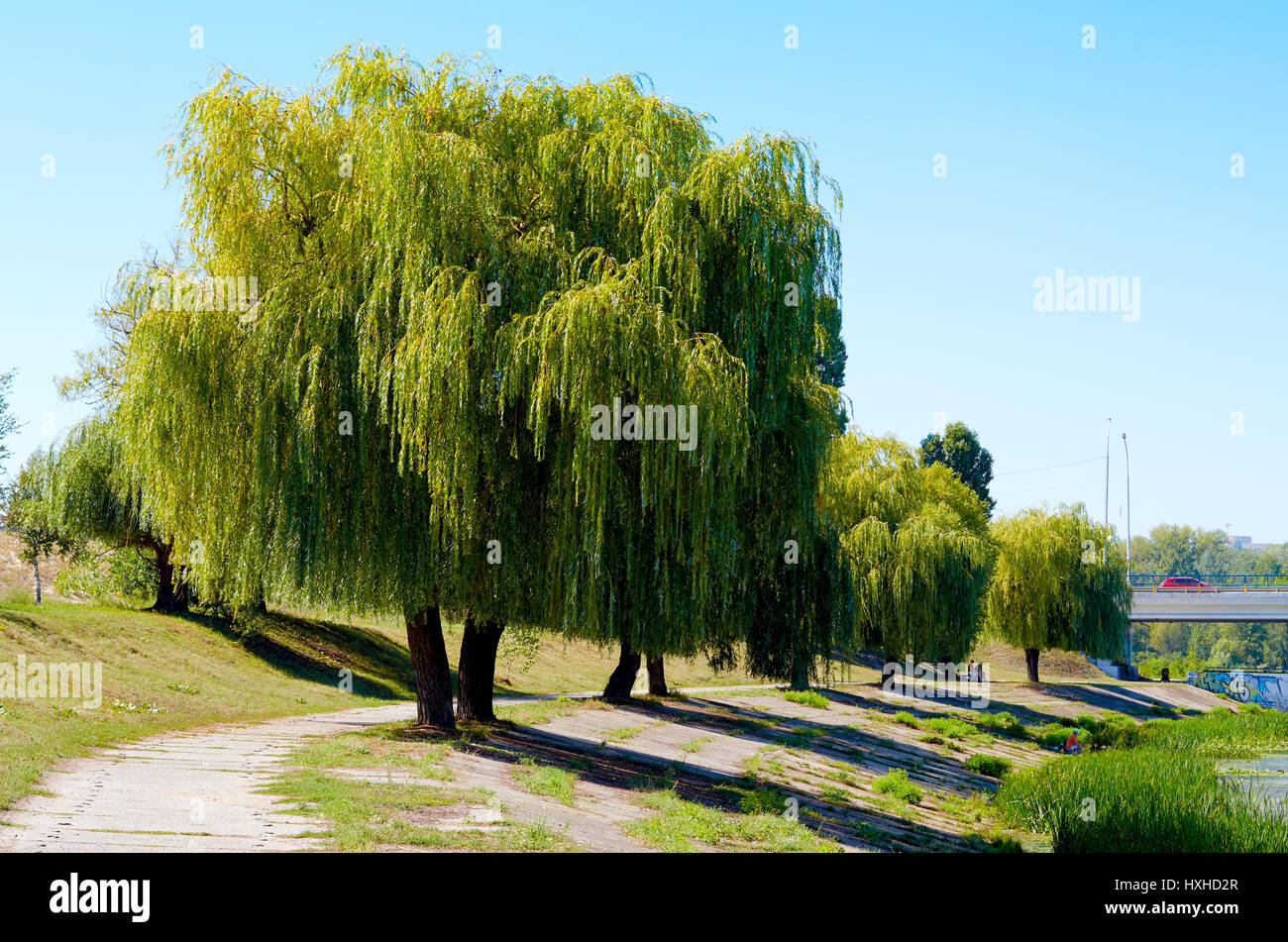 Picture the scene of willow and path at bank of pond Stock Photo - Alamy