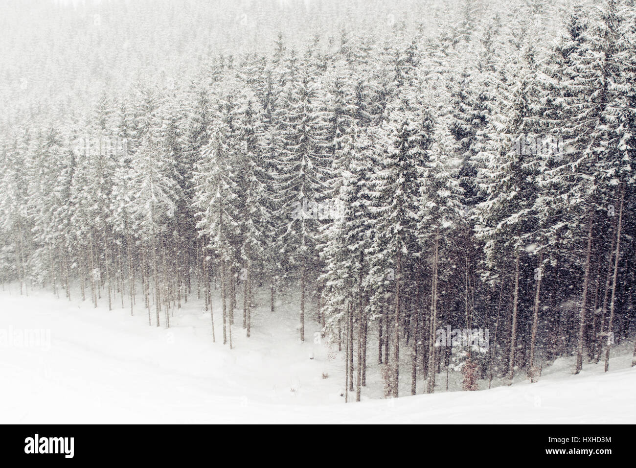 Heavy fir hi-res stock photography and images - Alamy