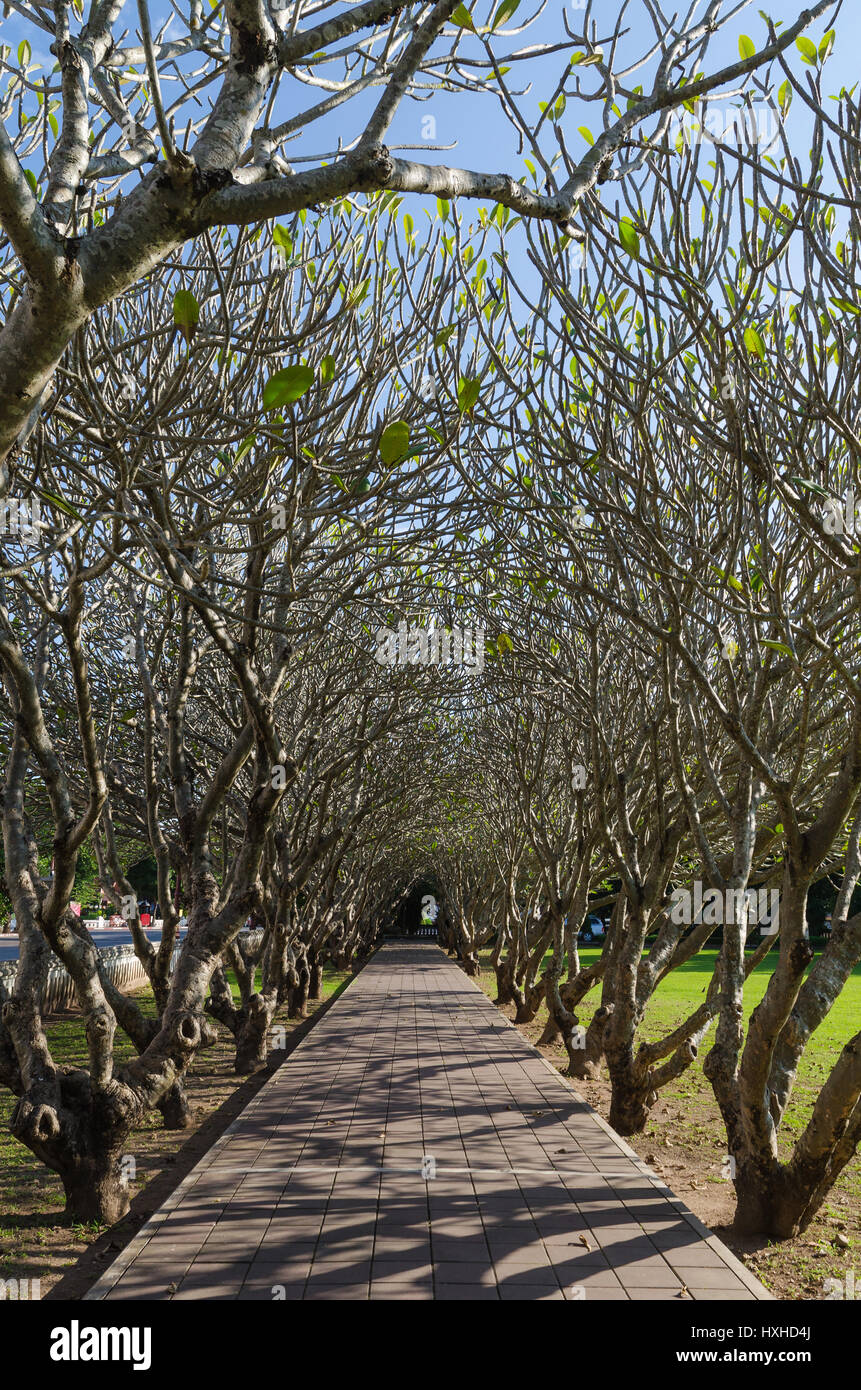 Frangipani tree tunnel and pathway in nan province thailand Stock Photo ...