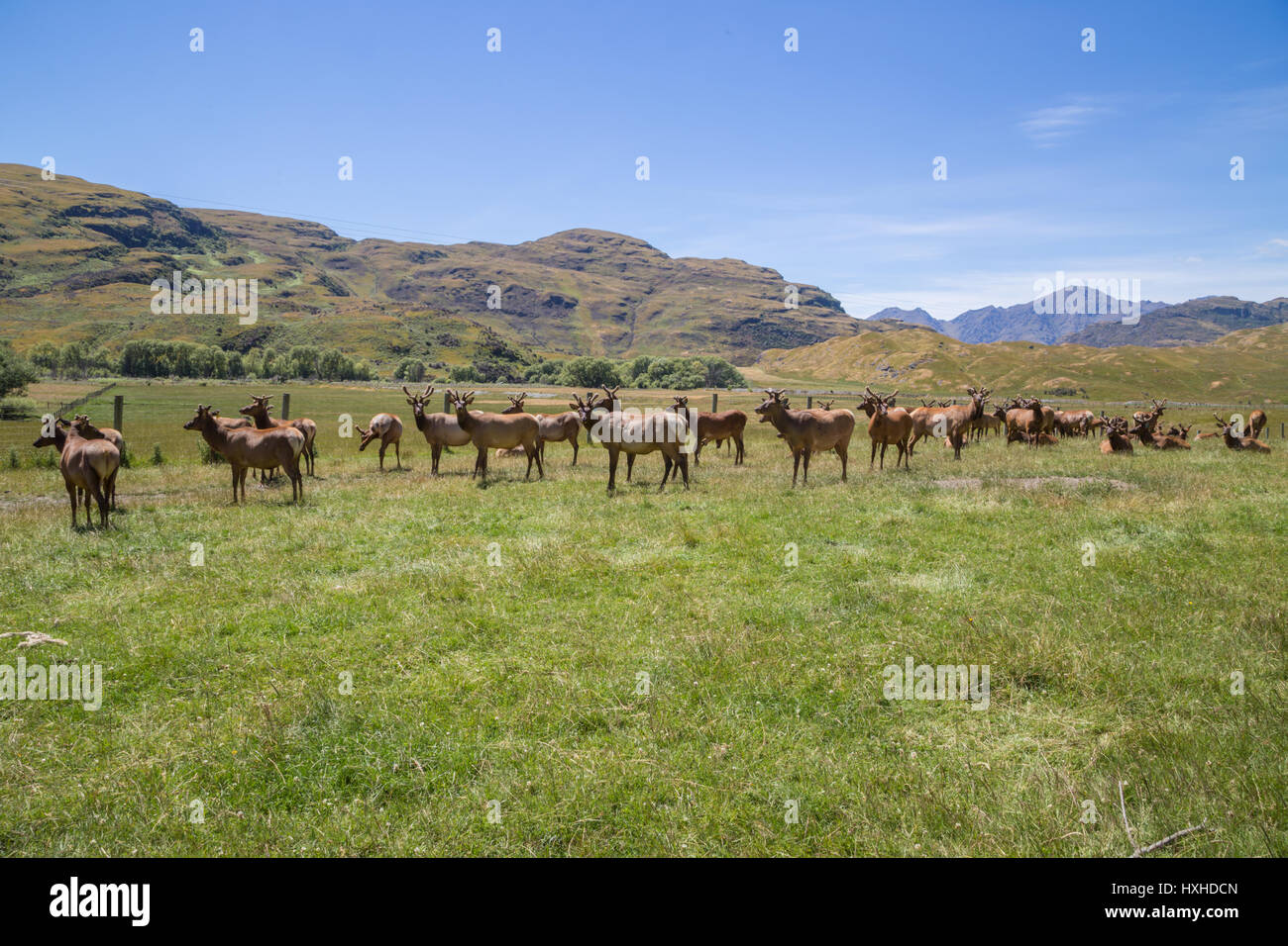Green landscape with herd of elk, also known as moose, in New Zealand ...