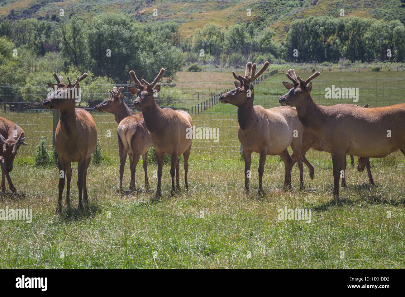 Elk or large deer herd on green background. Green summer New Zealand ...