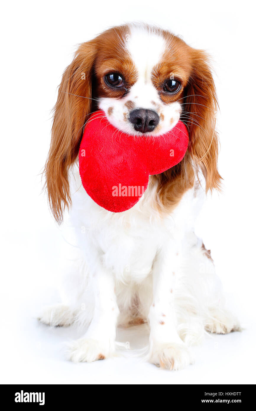 Cute king charles spaniel puppy dog Stock Photo - Alamy