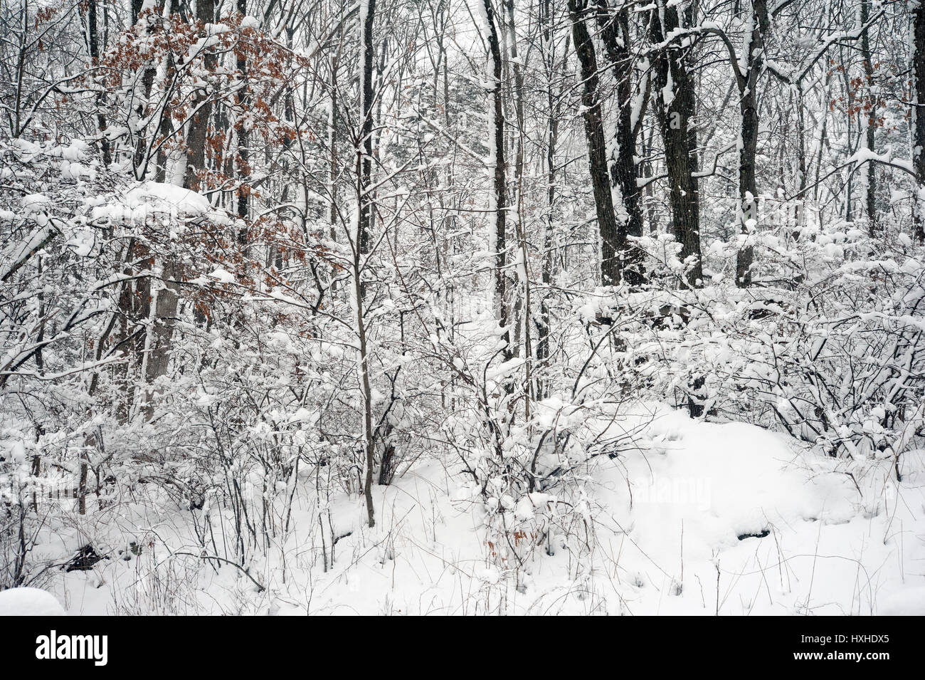 Winter trees texture hi-res stock photography and images - Alamy