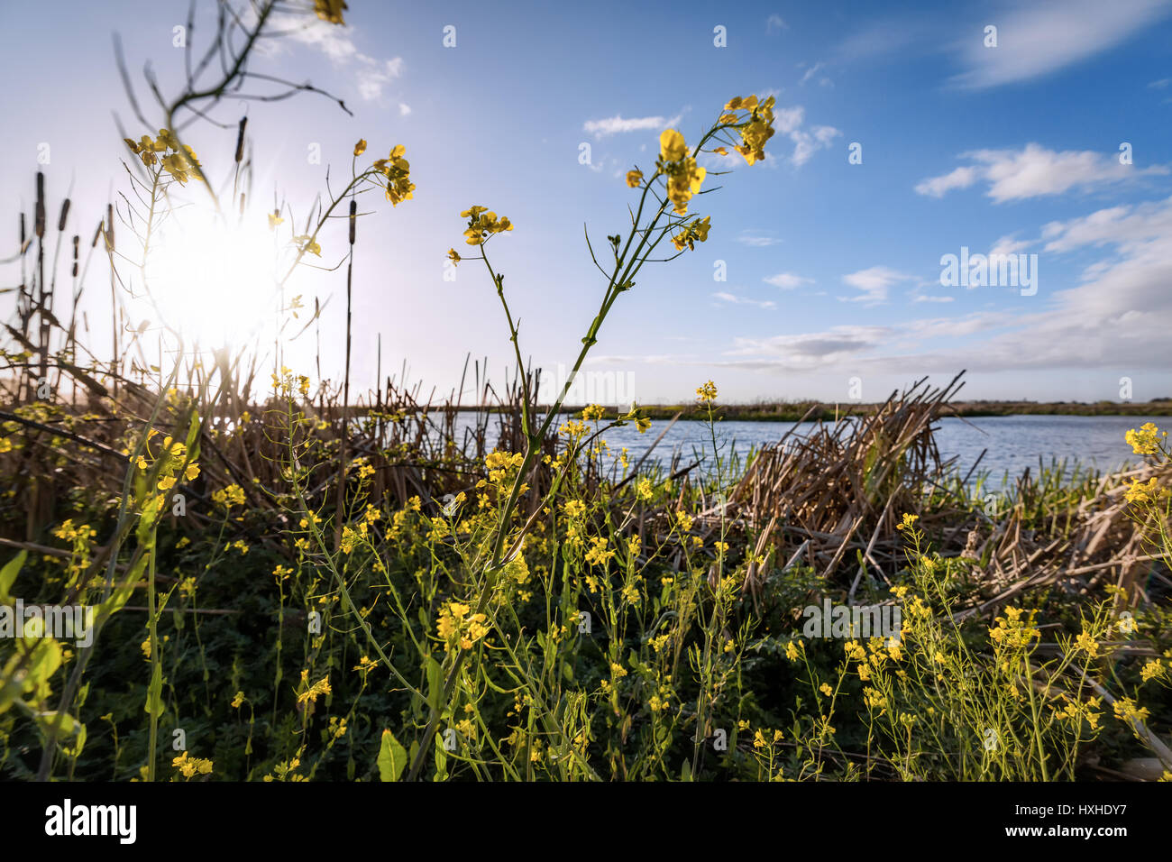 Arcata marsh hi-res stock photography and images - Alamy