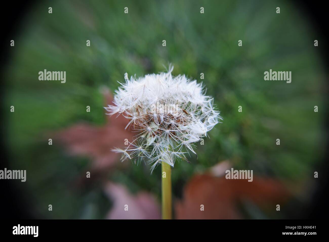Dandelion Puff Ball in the Fall Stock Photo - Alamy