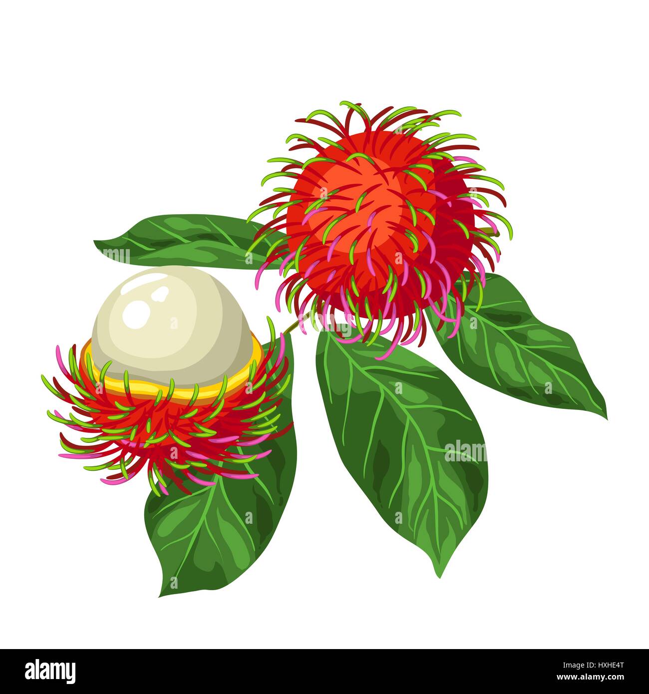 Rambutan Fruit Drawing