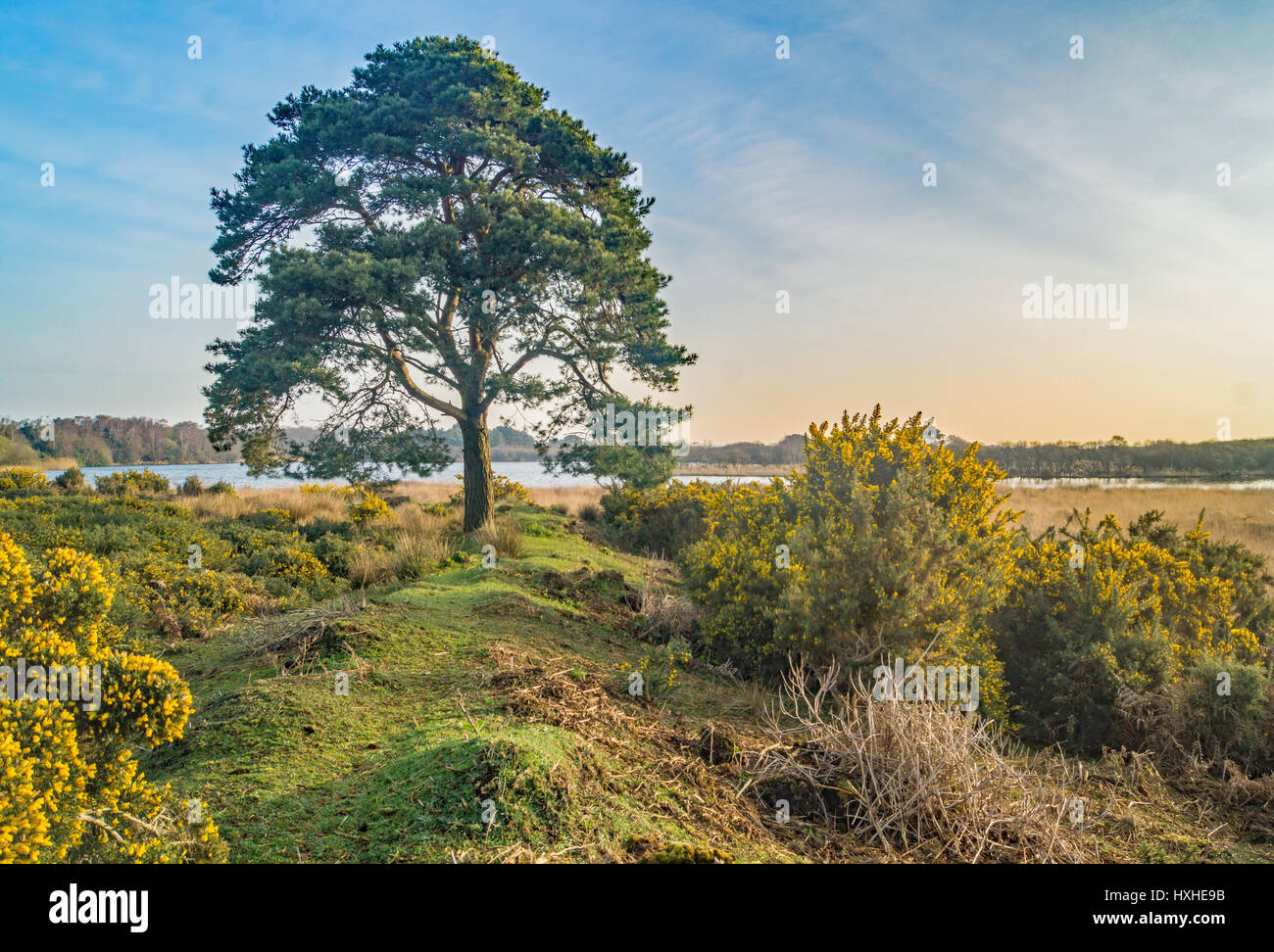 The Tree by the morning lake,Dorset,England Stock Photo - Alamy