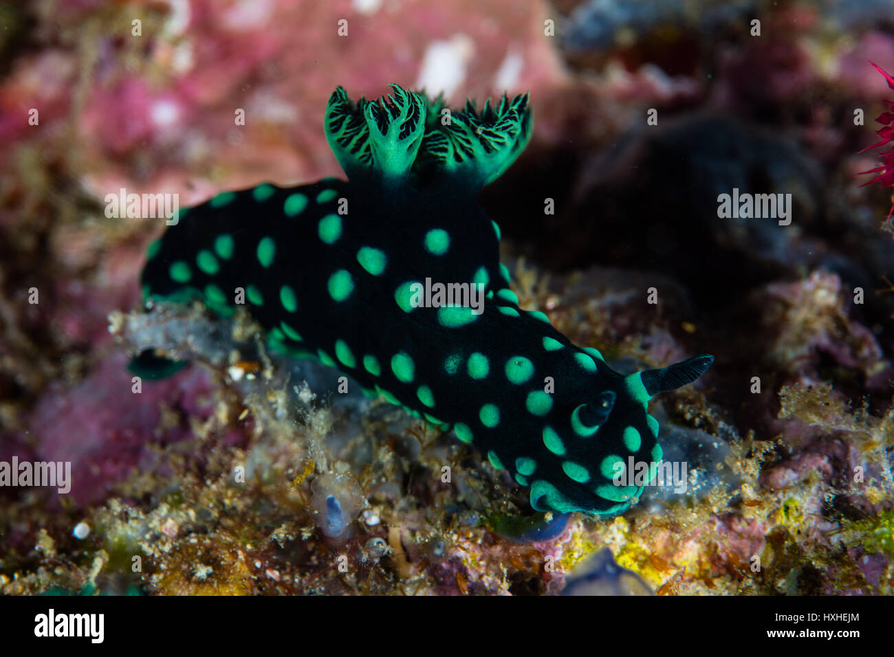 A nudibranch (Nembrotha cristata) crawls over a coral reef in Raja ...