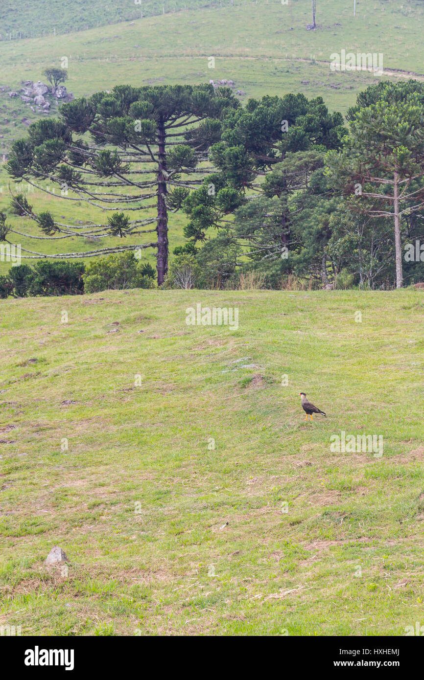 Carcara bird with Araucaria trees in background, Cambara do Sul, Rio ...