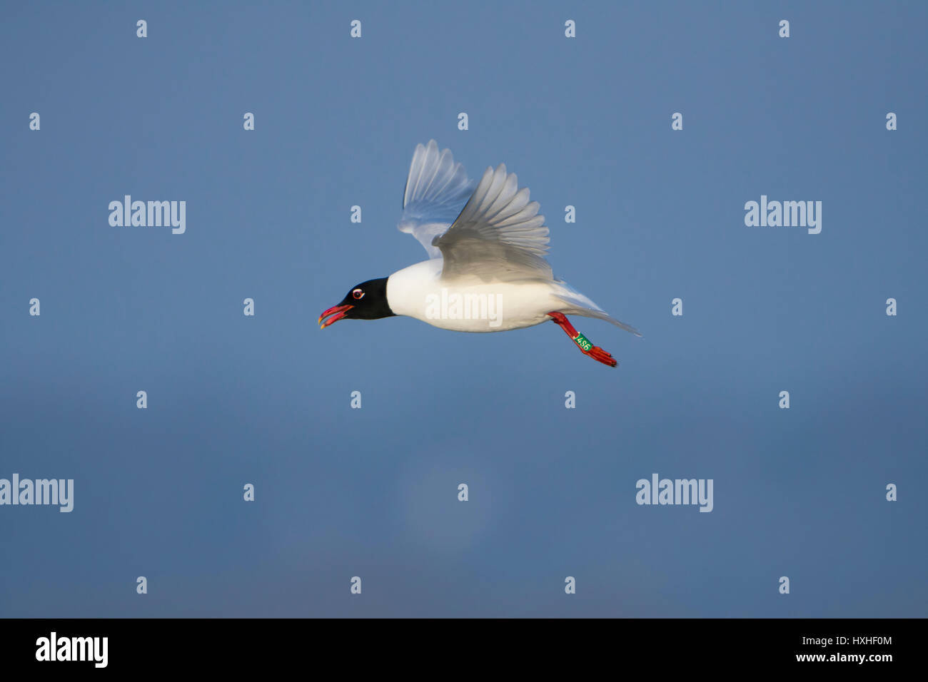 Mediterranean gulls uk hi-res stock photography and images - Alamy