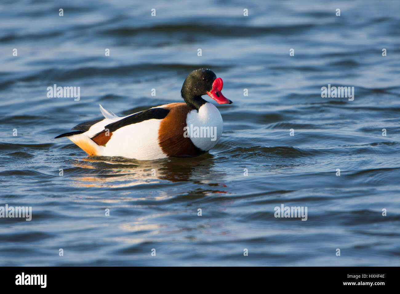 A male Common Shelduck (Tadorna ferruginea) in shallow blue water, Rye ...