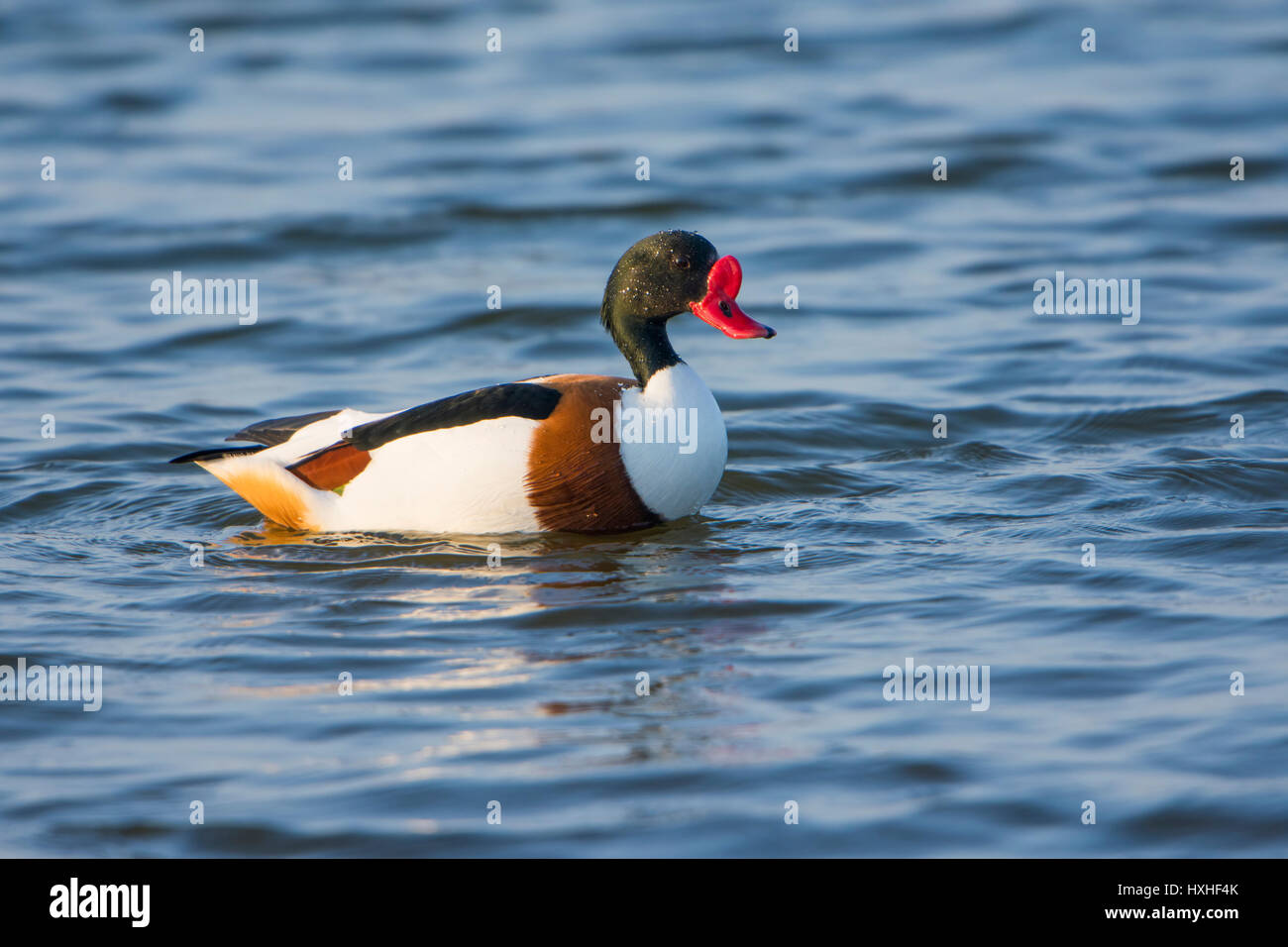 A male Common Shelduck (Tadorna ferruginea) in shallow blue water, Rye ...