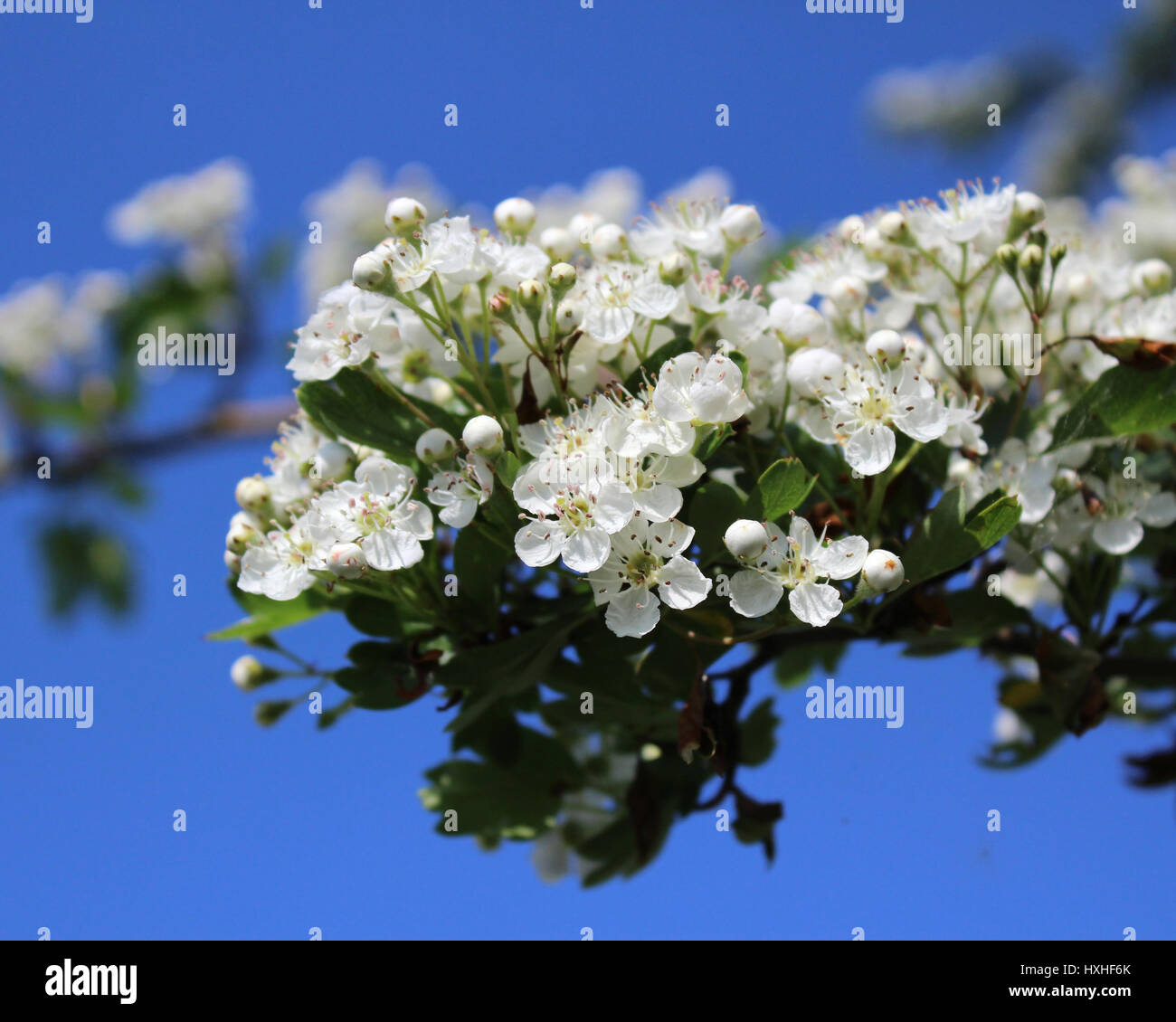 White Thorn Tree High Resolution Stock Photography and Images - Alamy