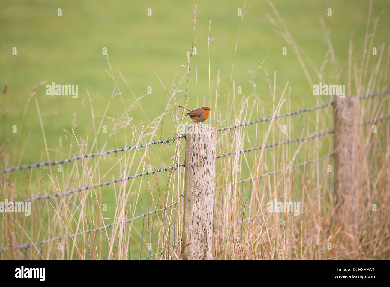 Robin on fence hi-res stock photography and images - Alamy