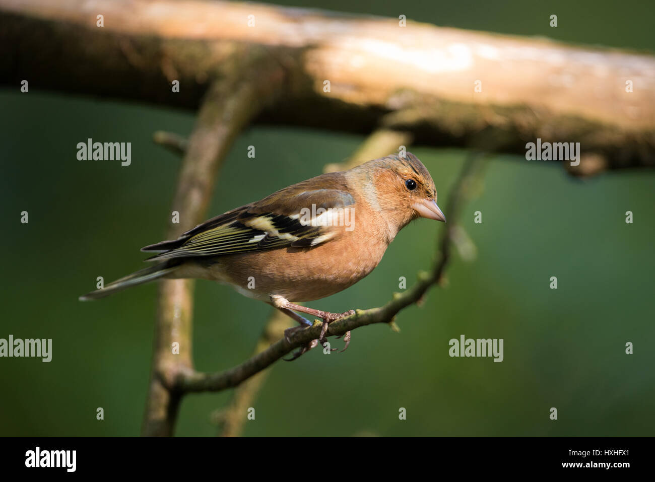 Chaffinch bokeh hi-res stock photography and images - Alamy