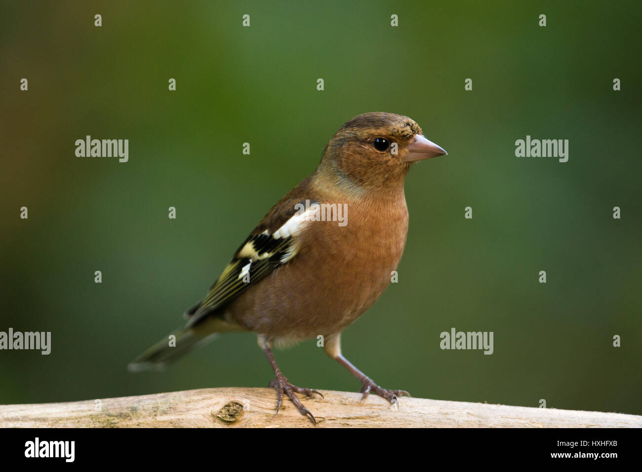 Curious chaffinch hi-res stock photography and images - Alamy
