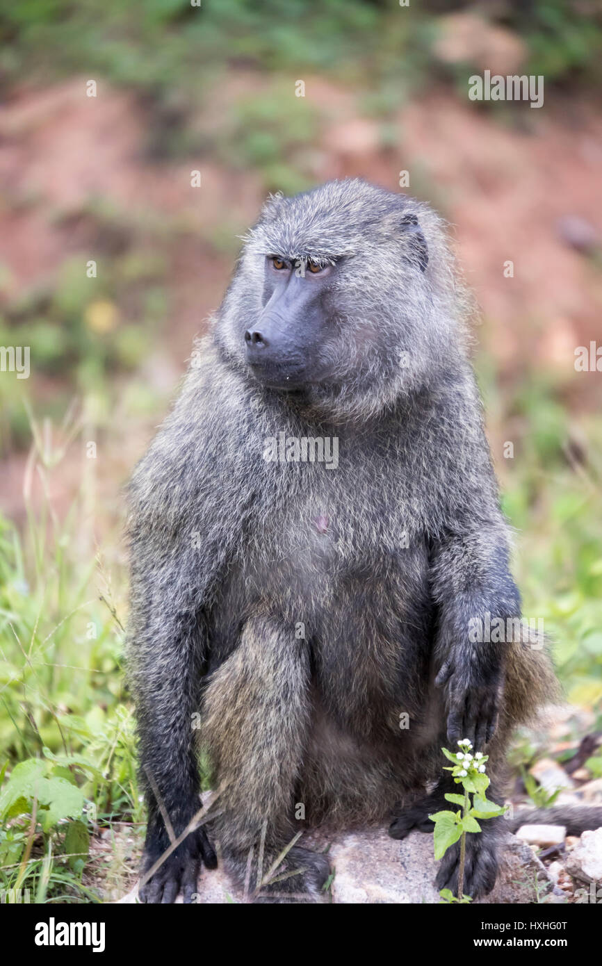 Portrait of olive or common baboon sitting on rock in Uganda, Africa ...