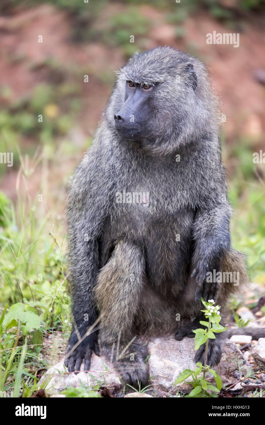 Portrait of olive or common baboon sitting on rock in Uganda, Africa ...
