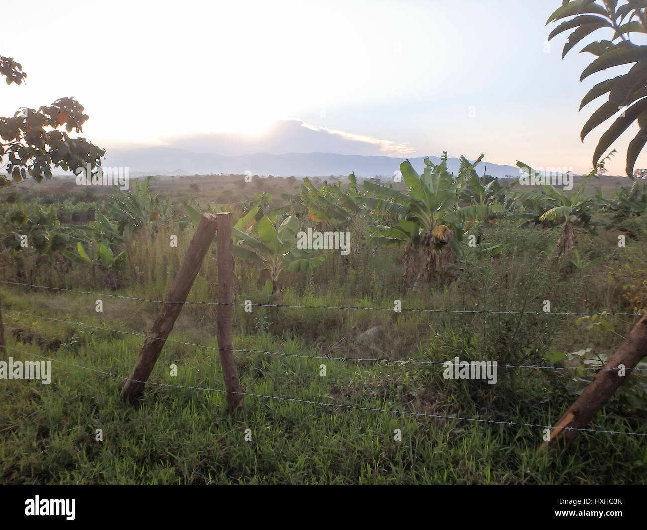 Banana trees in field of rural Uganda, Africa at daybreak Stock Photo ...