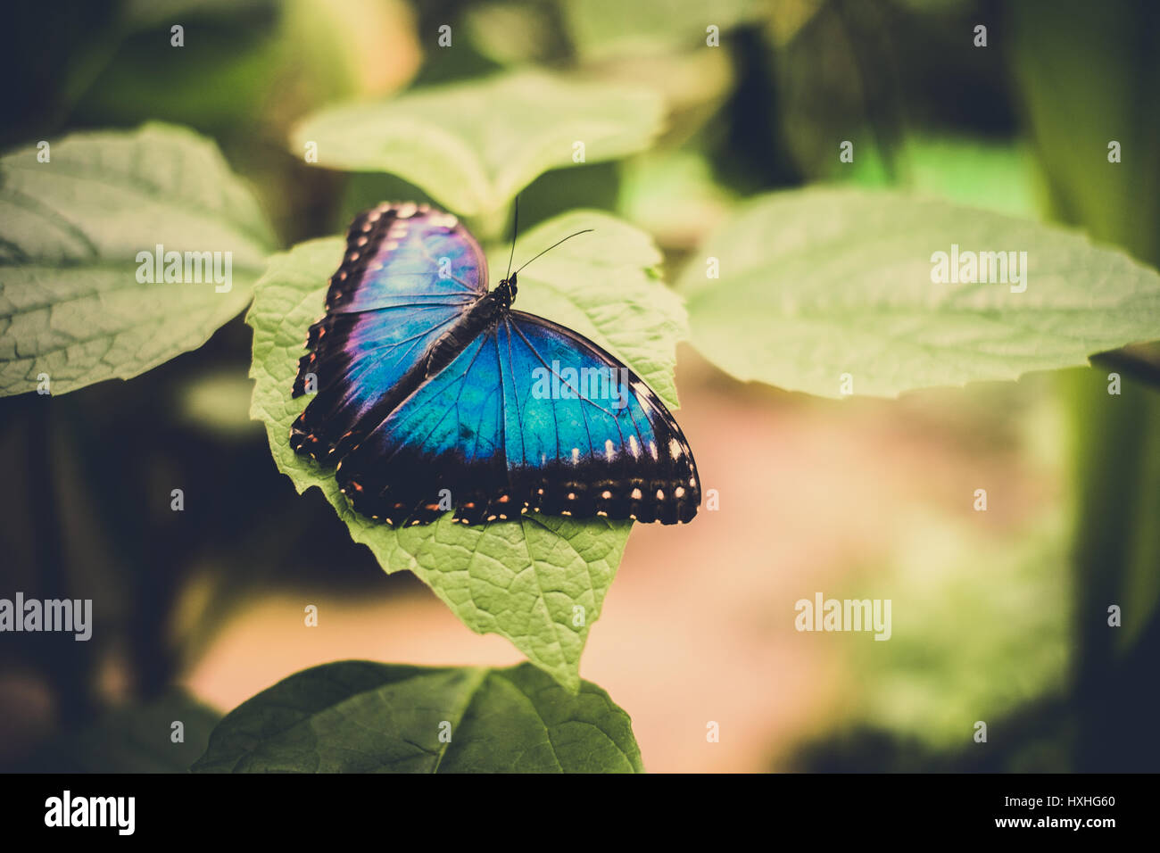 A beautiful iridescent blue butterfly with white and red spots sits ...