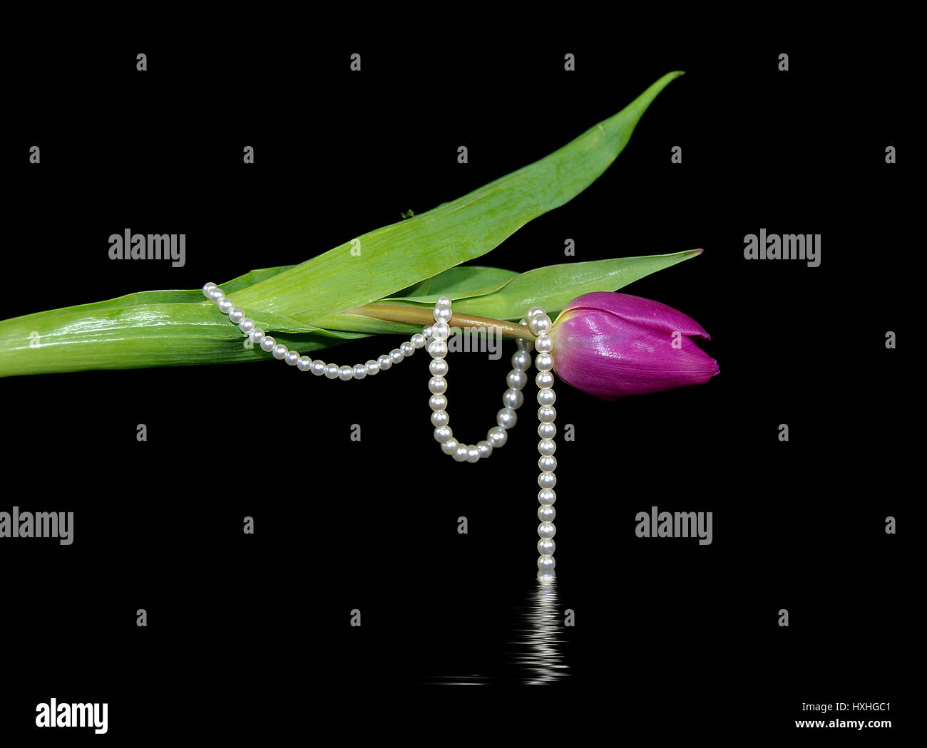 string of pearls wrapped around pink tulip isolated on black Stock ...