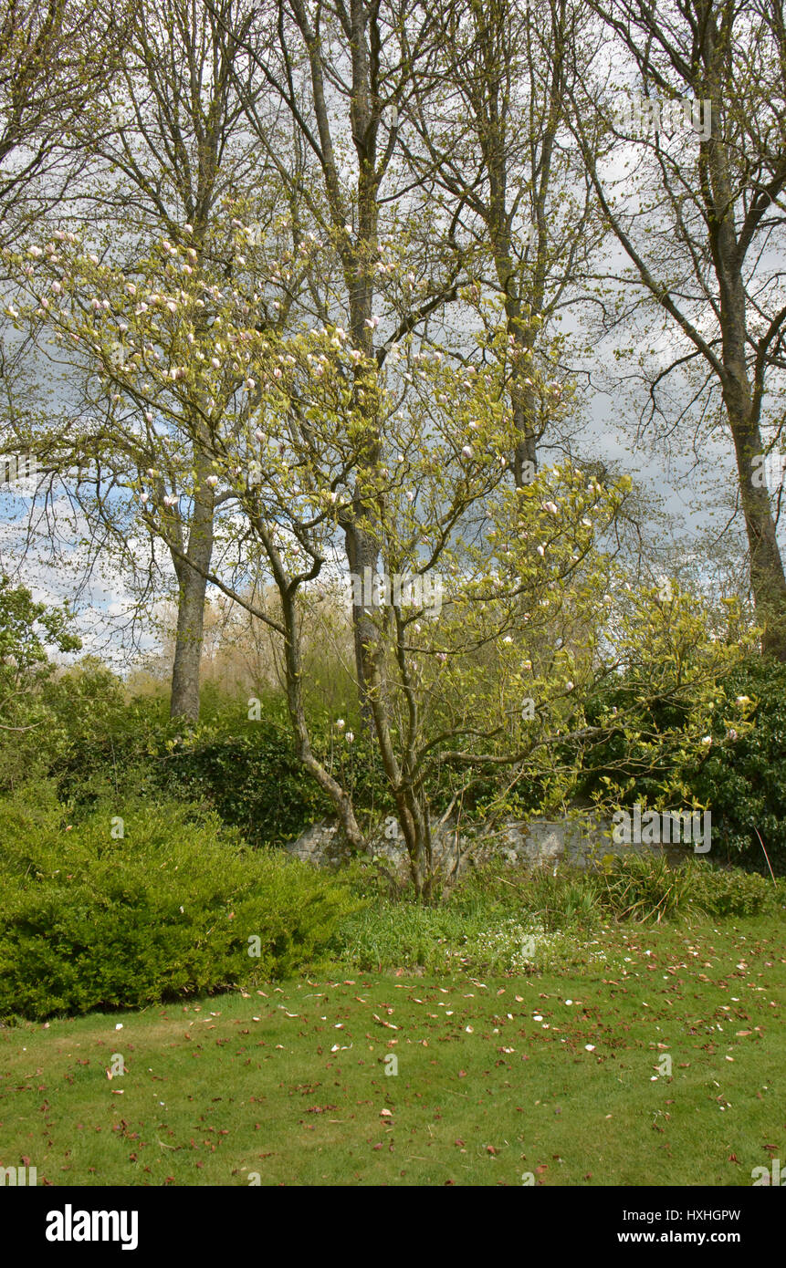 Massive old trees here in the countryside of Southern England Stock ...