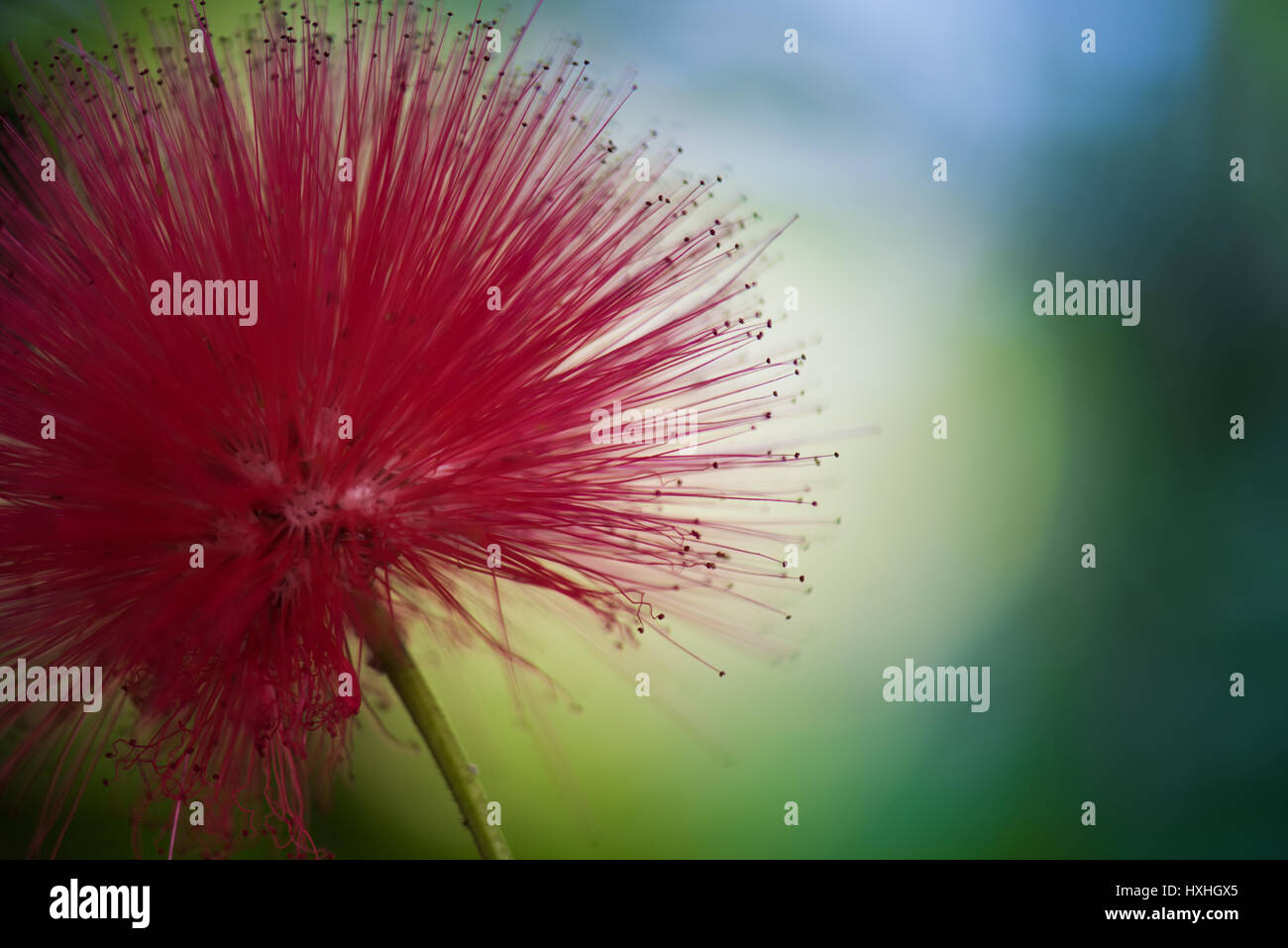 Eden Project flower Stock Photo - Alamy