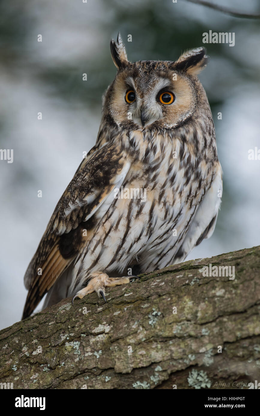 Pretty owl hi-res stock photography and images - Alamy