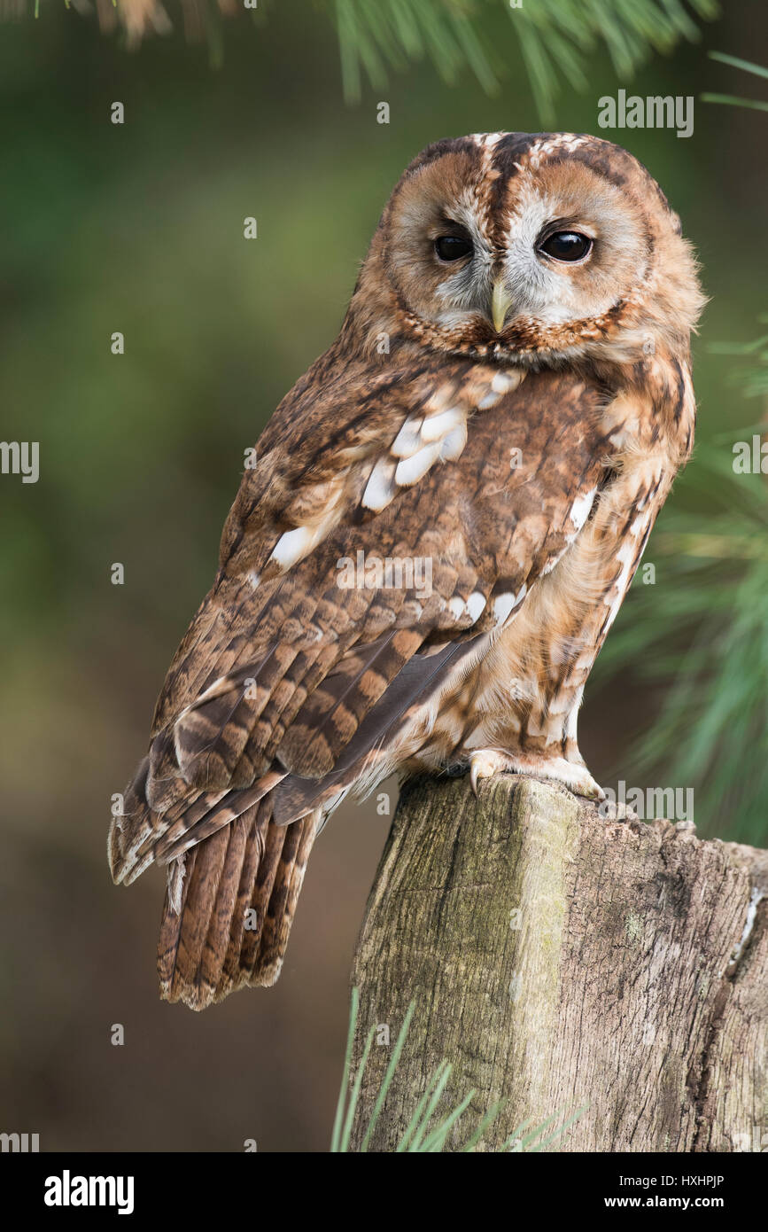Pretty owl hi-res stock photography and images - Alamy